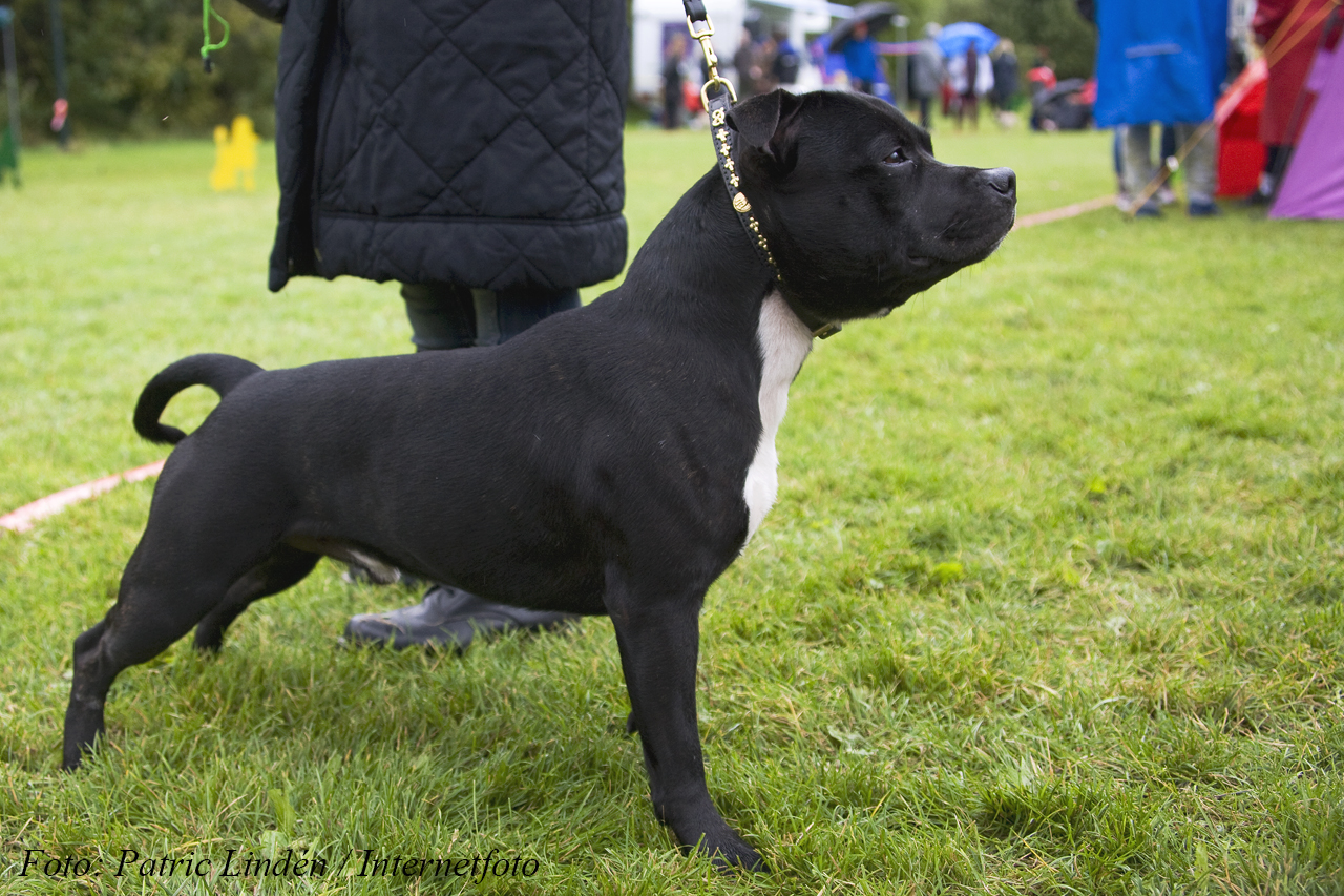 Hundutställning på Gubbängsfältet