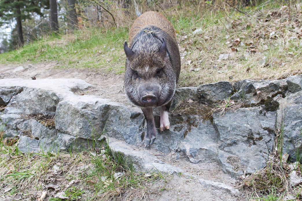 Khaleesi, minigris som husdjur istället för hund