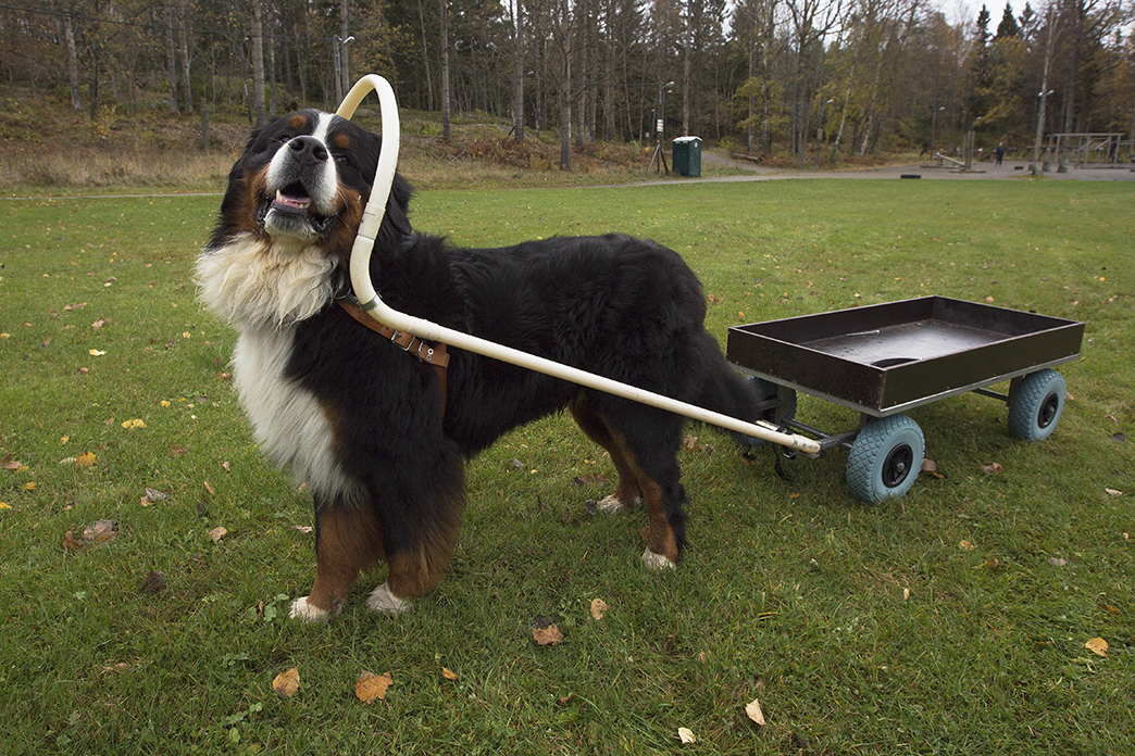 Moltaz 3 år, Berner Sennen tränar drag på Ågesta Friluftsområde