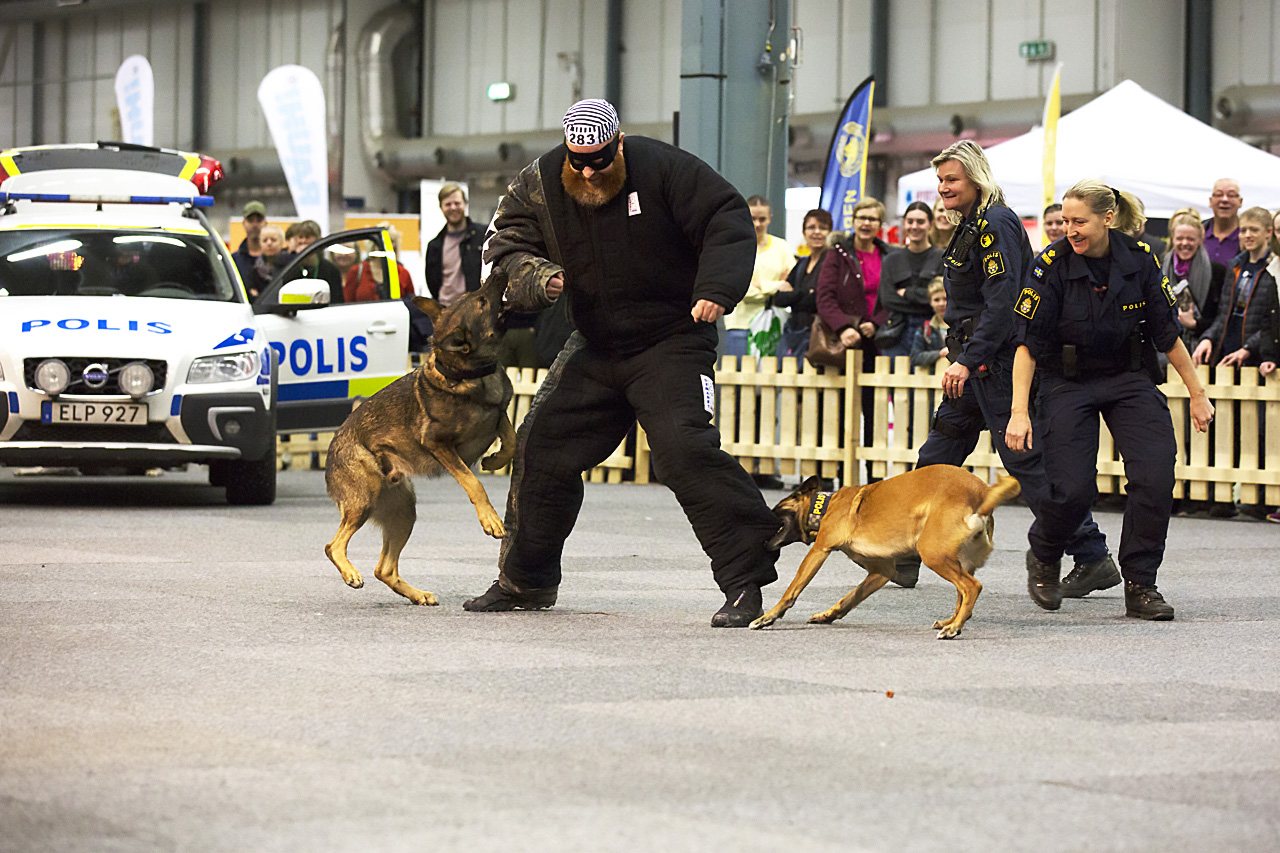 Polis, tull och militärhundar med i uppvisning | Internetfoto