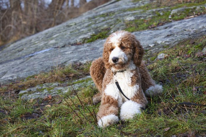 Aston ovanlig storpudel | Internetfoto