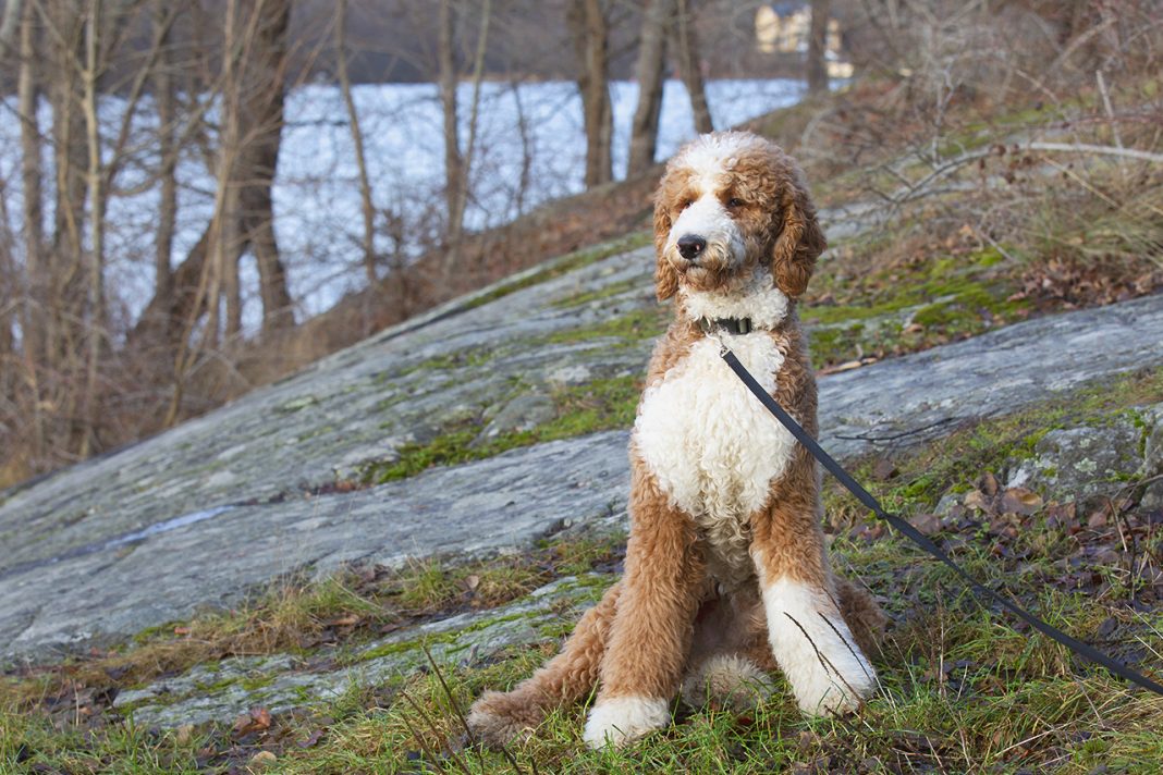 Aston ovanlig storpudel | Internetfoto