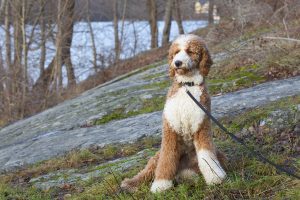 Aston ovanlig storpudel | Internetfoto