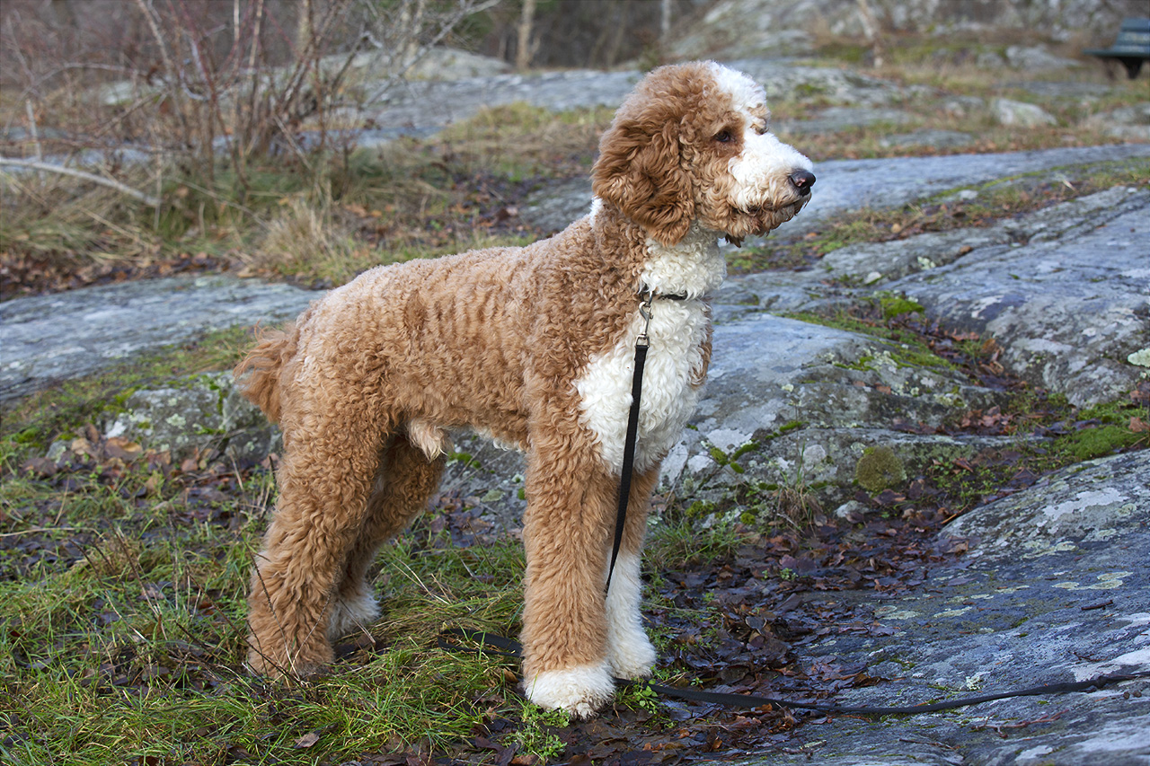 Aston ovanlig storpudel | Internetfoto