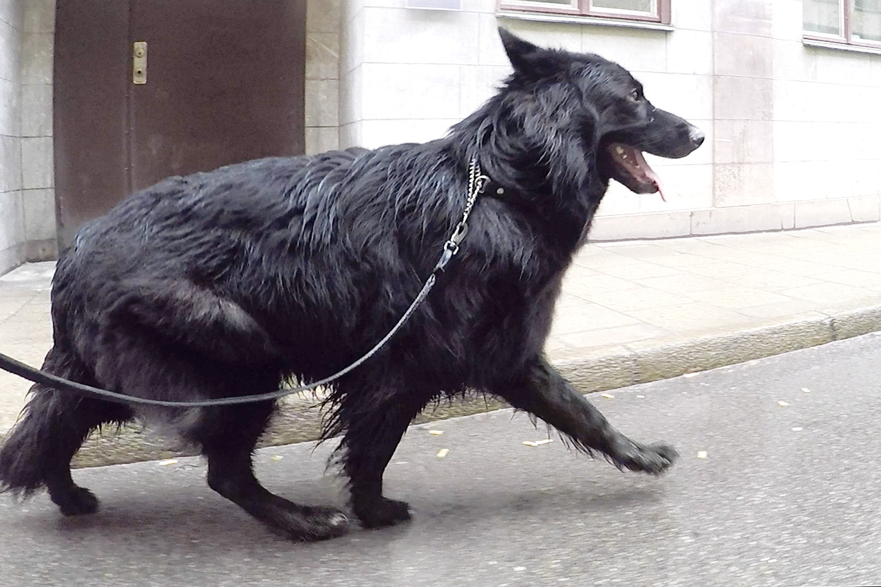 Så här ser hundar på det | Internetfoto