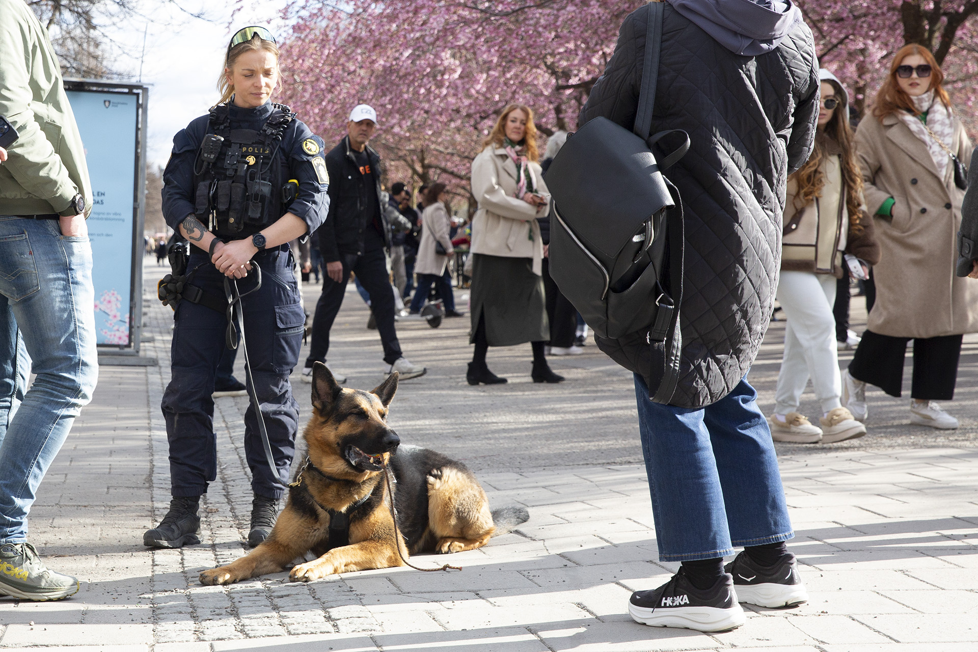 Utmärkt ambassadörskap för polisens hundenhet | Internetfoto